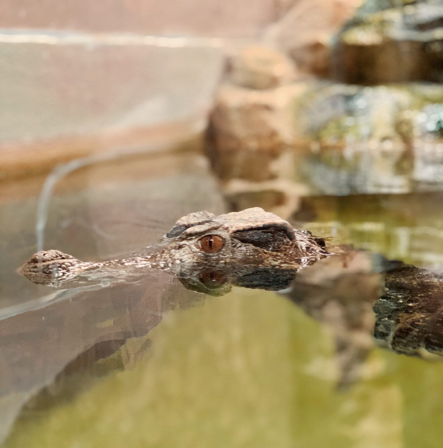 See Rare Crocodiles in Oxfordshire - WeekendCandy